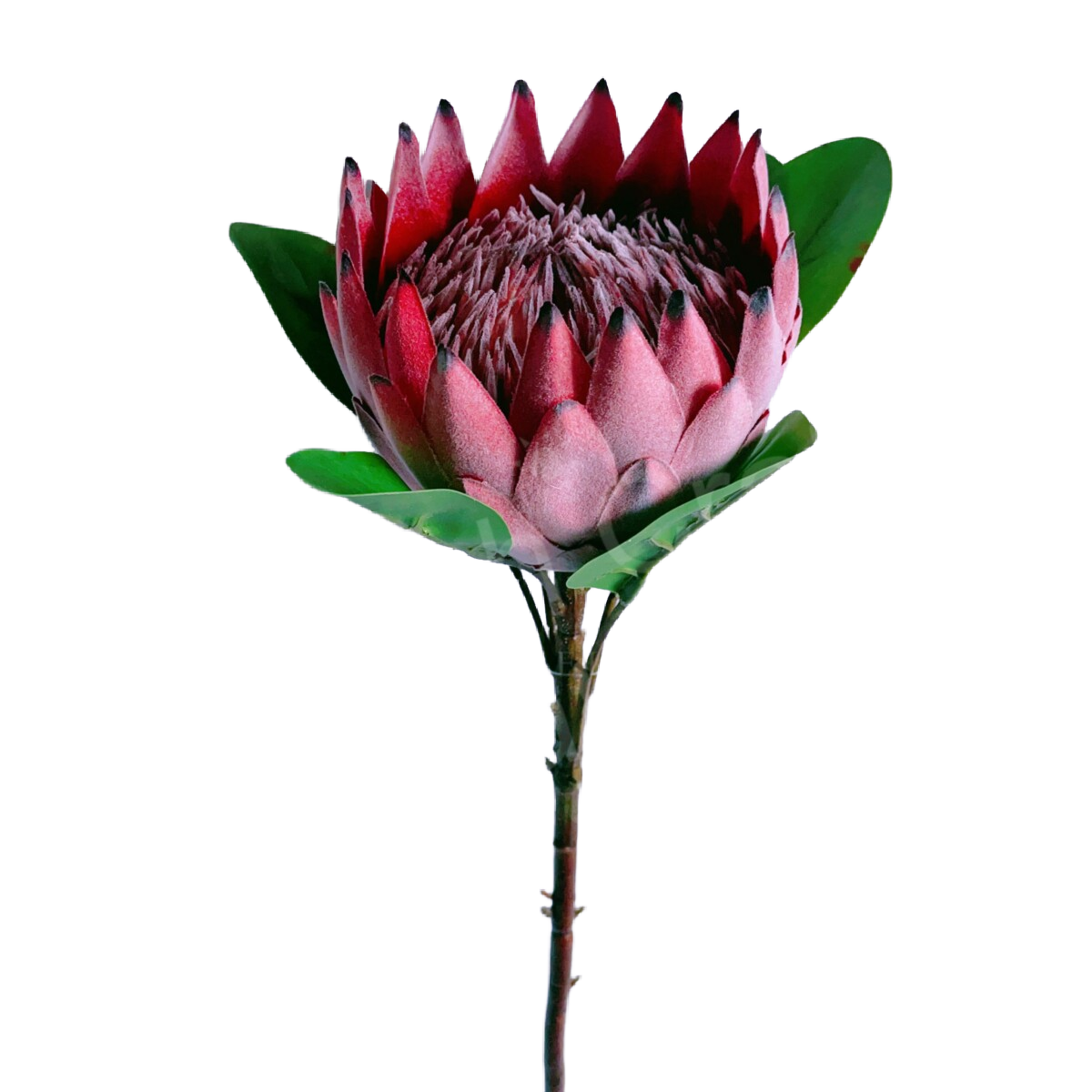 #1091 King Protea – flourish Craft International